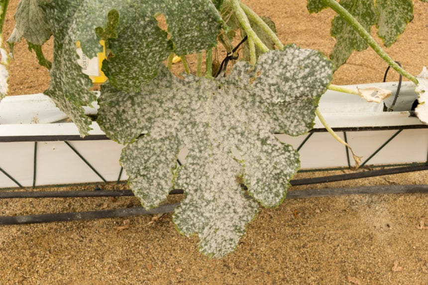 Powdery Mildew on Your Squash Plants & Getting a Grip