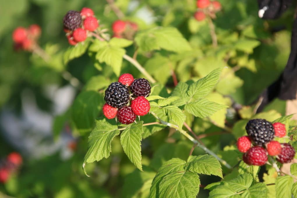 When Do Raspberries Bloom? » Top Tips & Facts