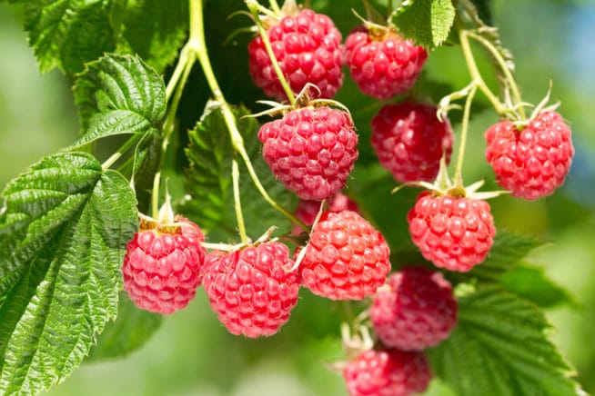 Raspberry Trellis » Tips to Grow Them Up High