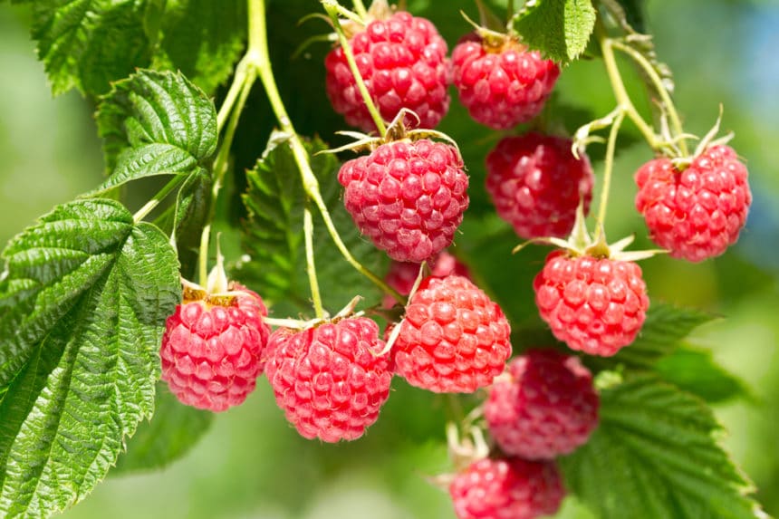 Raspberry Trellis » Tips to Grow Them Up High