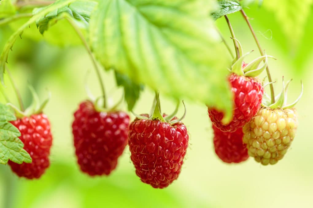 When Do Raspberries Bloom? » Top Tips & Facts
