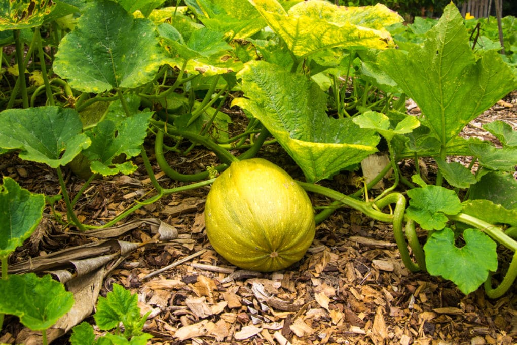 White Spots On Squash Leaves Not Always Fatal Gardeneco