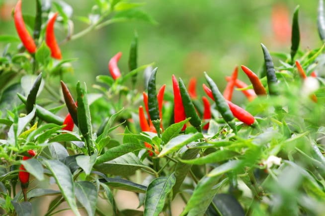 Pepper Plant Care » Tips to Keep Them Happy & Healthy