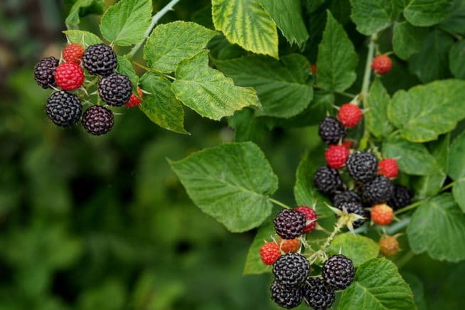 Raspberry Trellis » Tips to Grow Them Up High