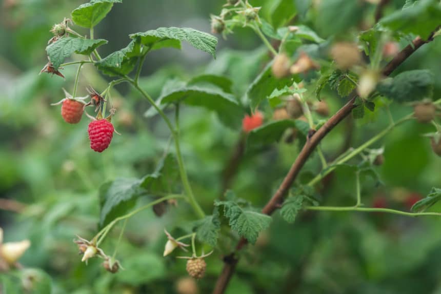 Raspberry Diseases » Tips on Identification & Control