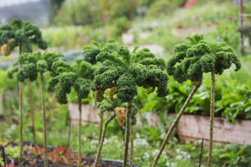 Kale Pests » Top Tips on Identification & Control