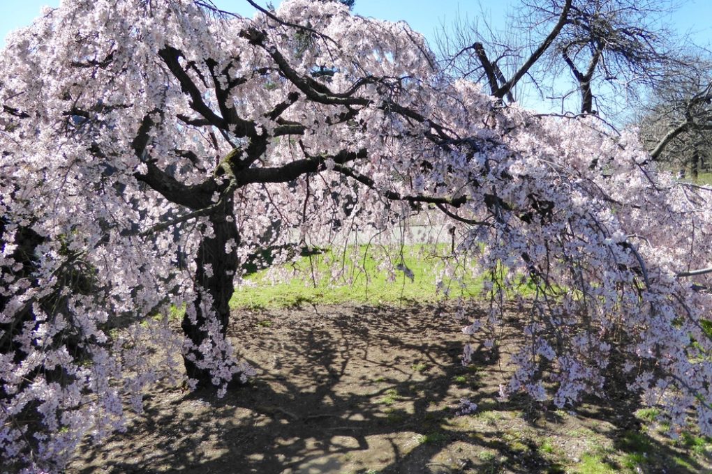 Yoshino Cherry Tree Problems » Tips on Identification & Control