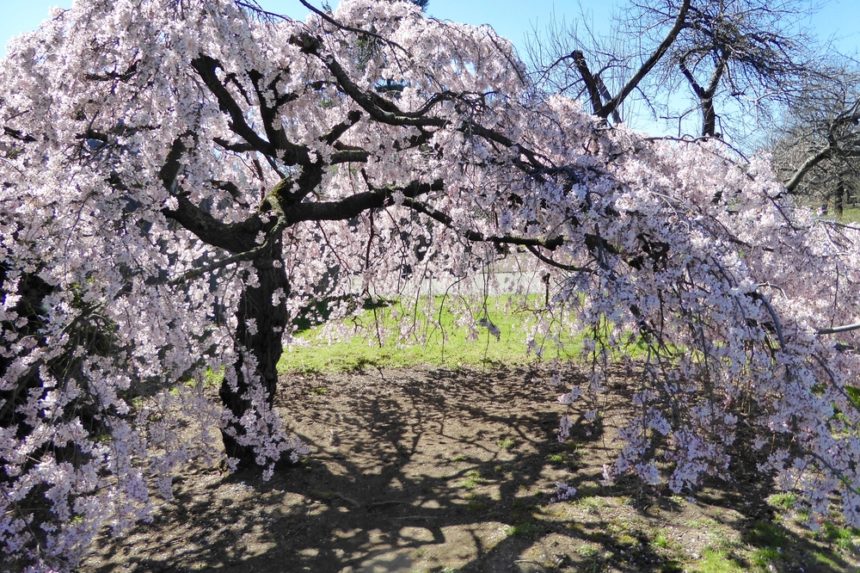 Flowering Almond » Tips On an Ornamental Beauty