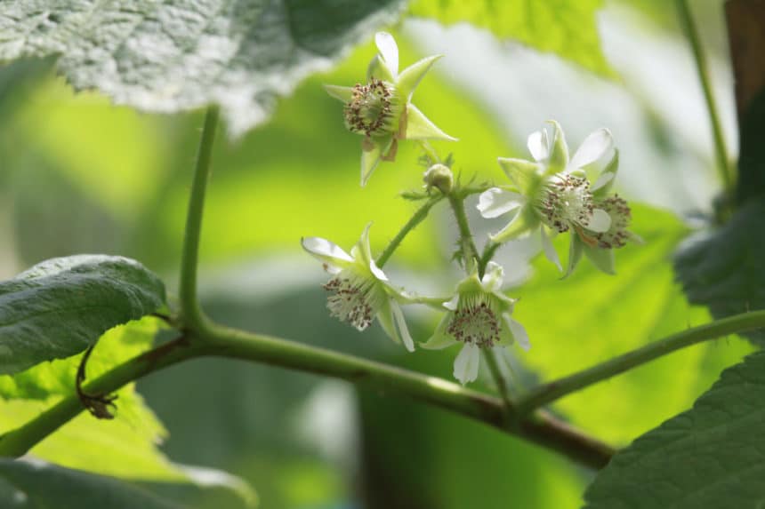 Raspberry Trellis » Tips to Grow Them Up High