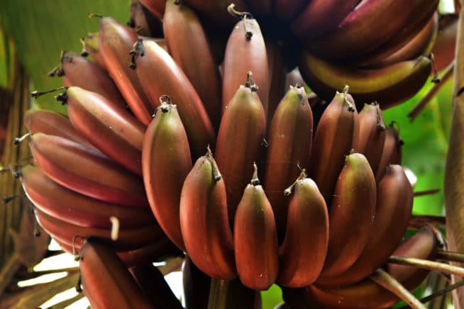 Banana Stalk » Top Facts & Tips