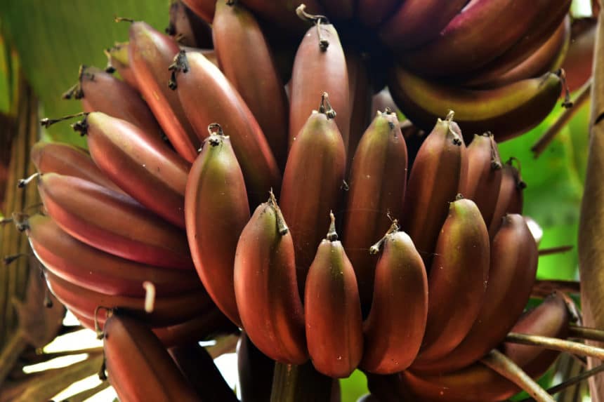 How Do Bananas Reproduce? - Garden.eco