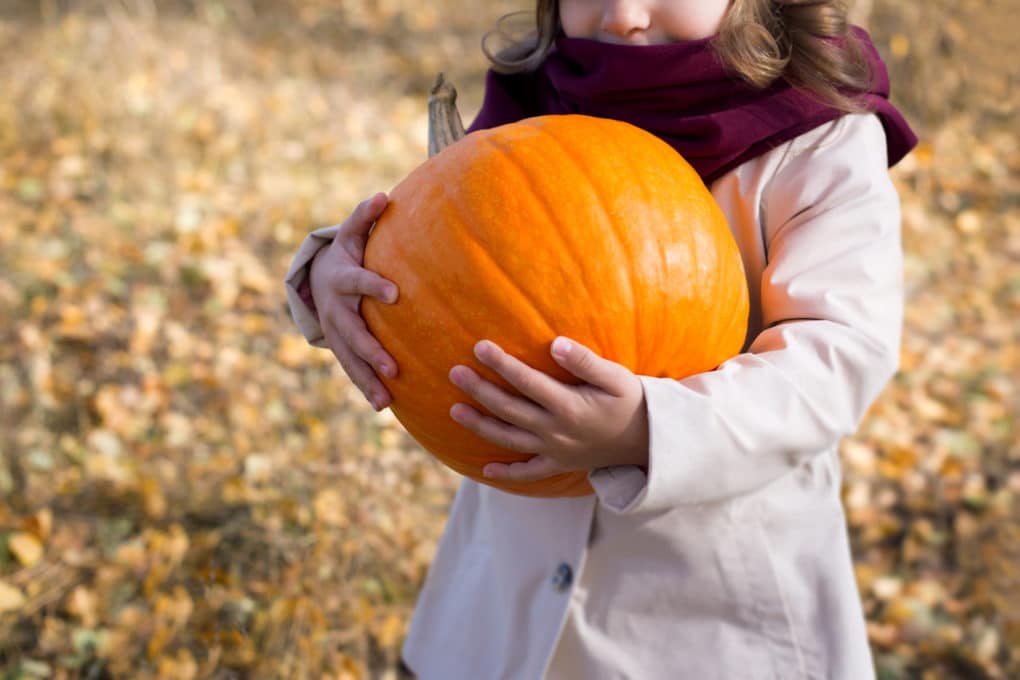 Pumpkin Growth Stages -- Know What to Expect and When
