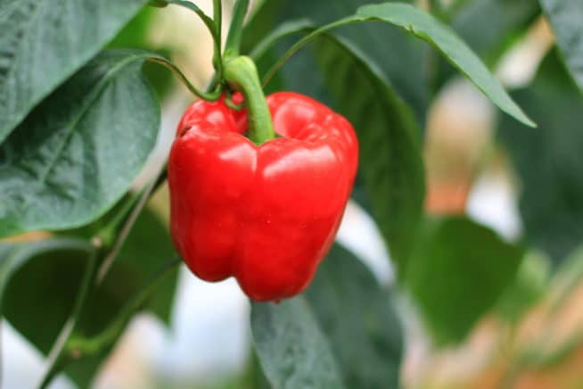 When to Pick Red Bell Peppers - Garden.eco