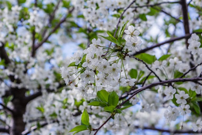 Cherry Tree Identification » Tips on the Basics