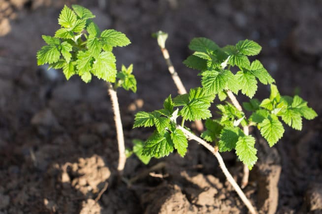 Raspberry Diseases » Tips on Identification & Control