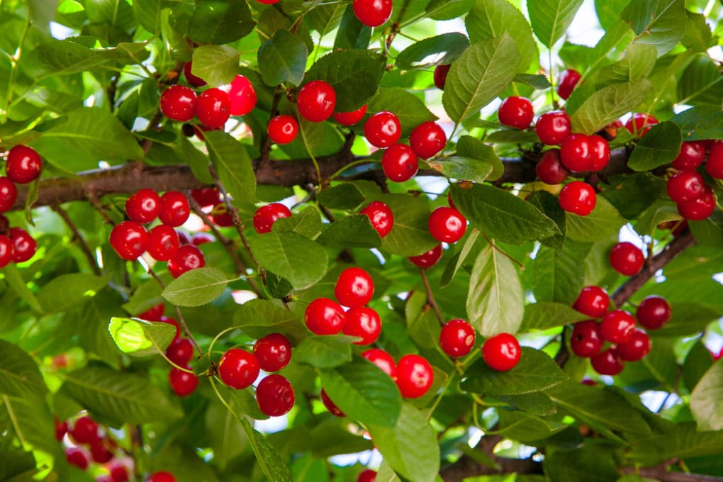 Where Do Cherry Trees Grow » Top Location Tips