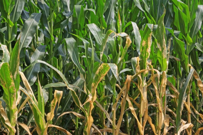 Corn Diseases » Tips on Common Problems
