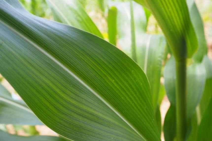 Corn Pests » Identification & Control Tips