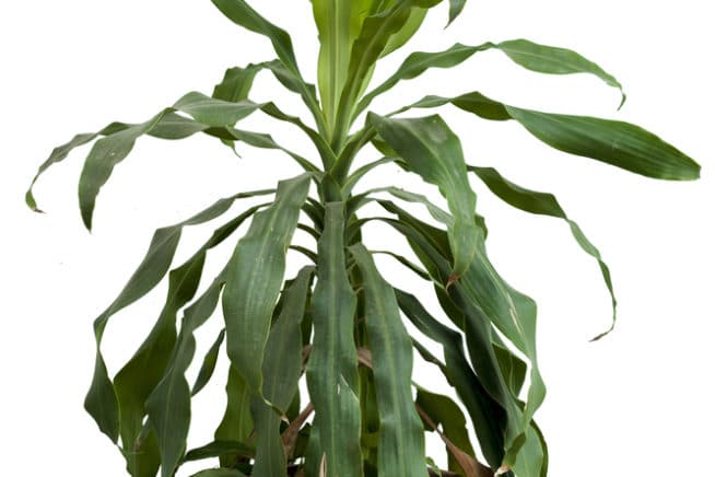 Plants That Look Like Corn Stalks Top Suggestions