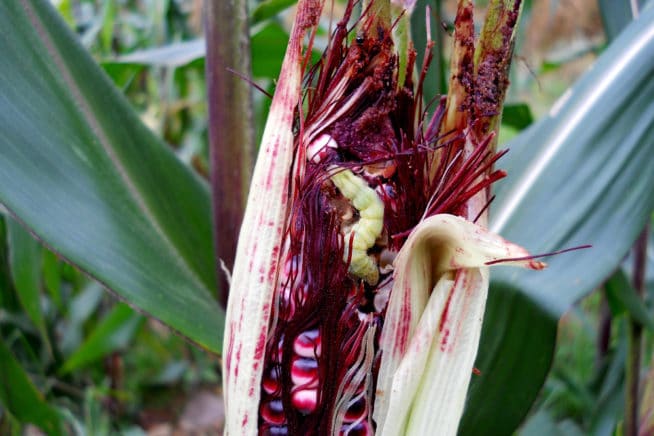Corn Pests » Identification & Control Tips