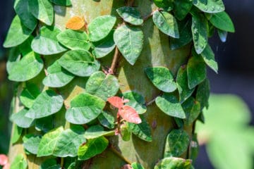Creeping Fig Care » All the Top Tips