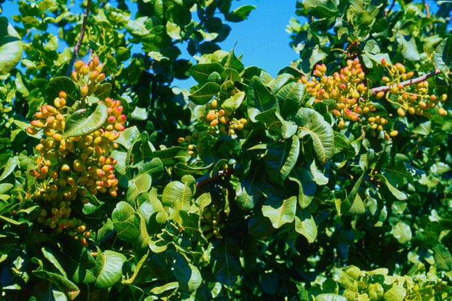Pistachio Tree Zones » Tips on Preferred Growing Areas
