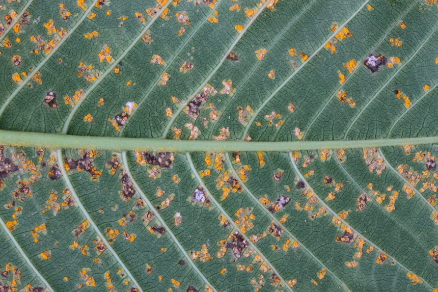 Fig Rust Tips On Identificaton And Control