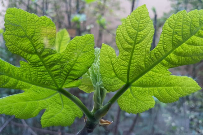 Tree Kale: Kale Grows on Trees - Garden.eco