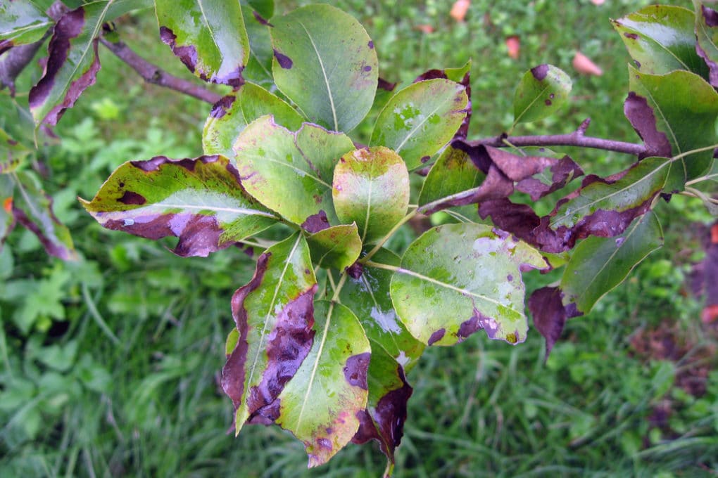 Pear Tree Diseases Tips On Identification And Control