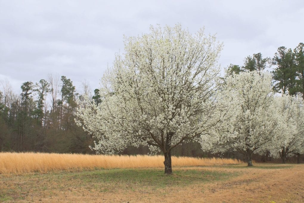 Bradford Pear Tree Diseases Tips On Identification And Control