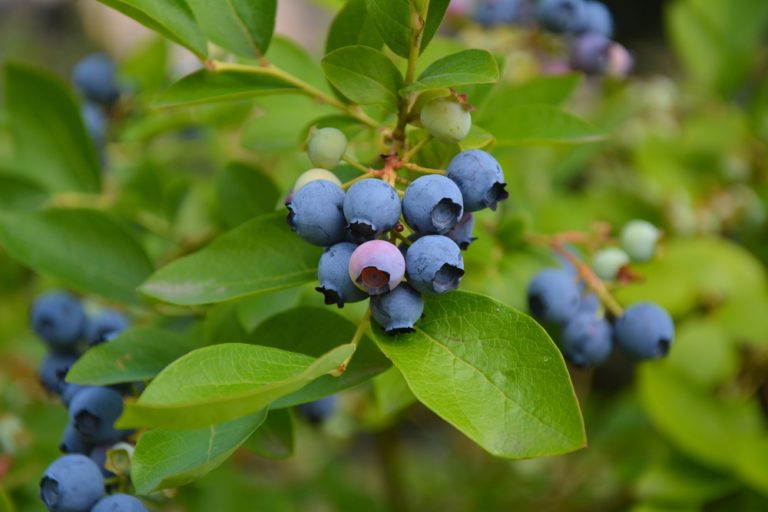 Difference Between Huckleberry and Blueberry