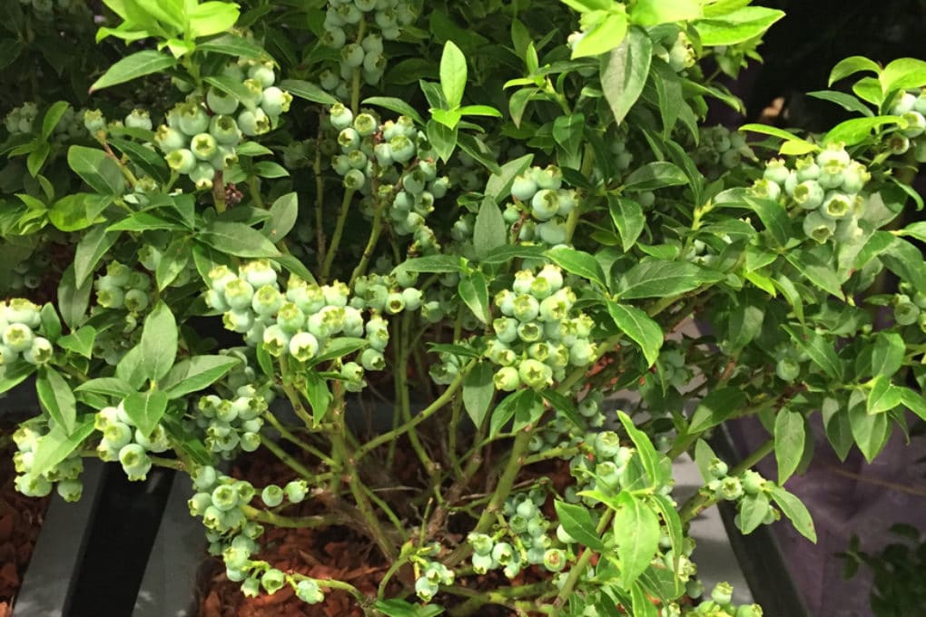 Growing Blueberries in Containers is Easy