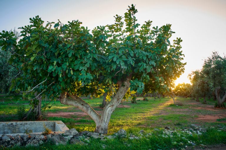 Transplanting Fig Trees » All the Top Tips Transplanting Fig Trees » All the Top Tips