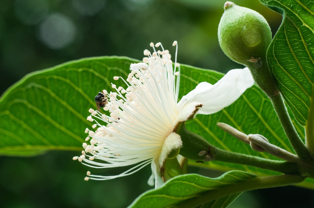 Guava Flower More Than A Pretty Bloom