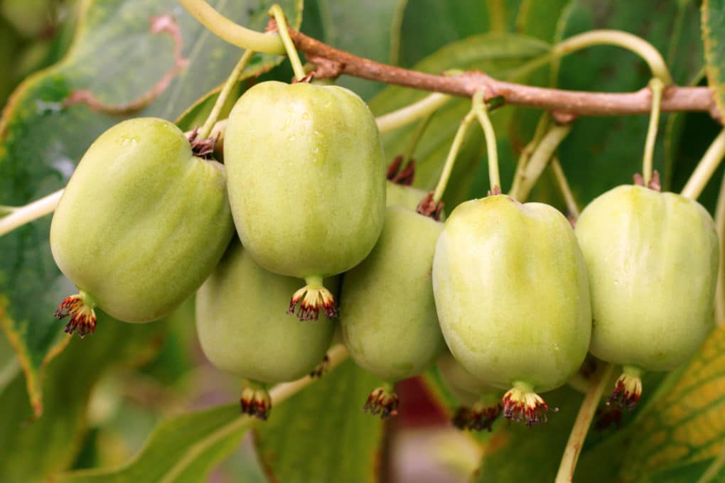 Do Kiwis Grow on Trees? » Top Facts