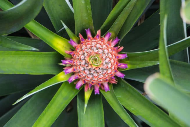 How Do Pineapples Grow? » Top Facts & Tips