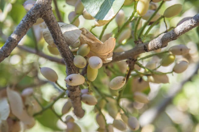 Where Do Pistachio Nut Trees Grow? - Garden.eco