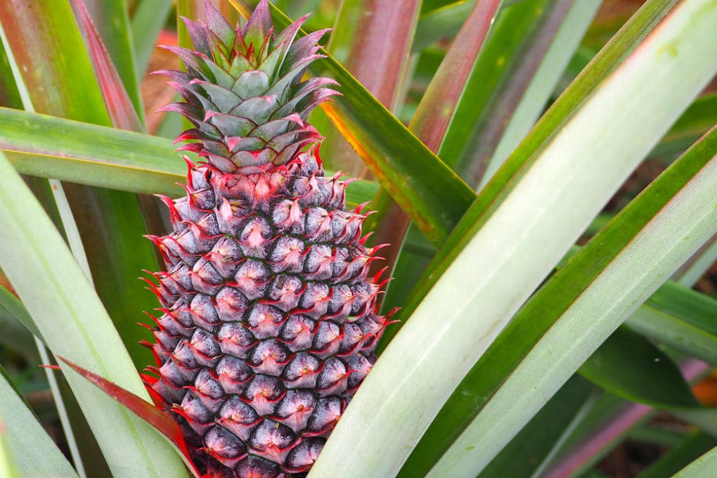 How Do Pineapples Grow? » Top Facts & Tips