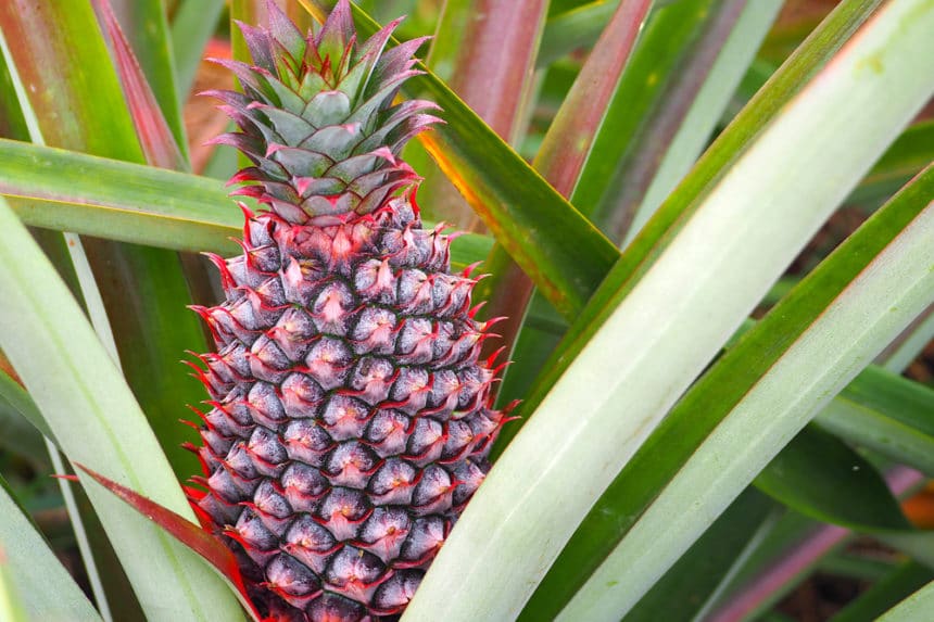 How To Grow Pineapple From a Top? - Garden.eco