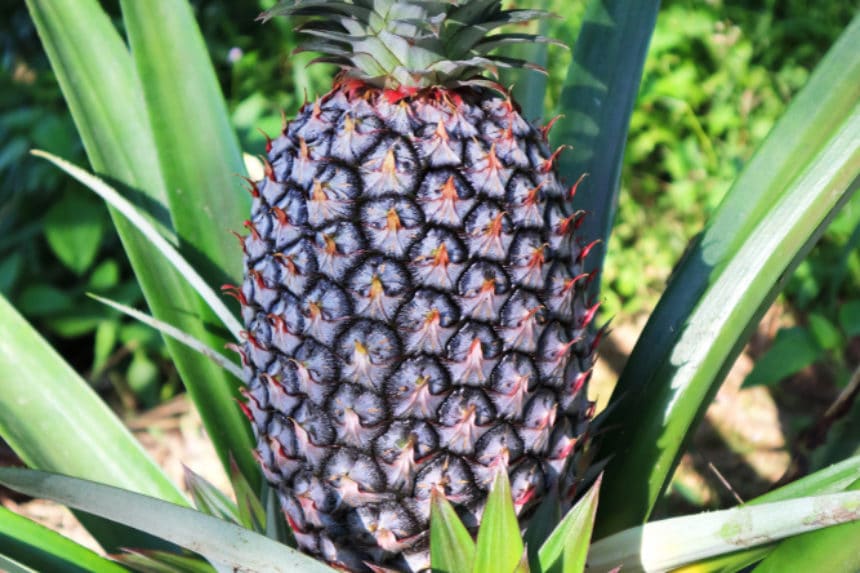 How To Care For A Pineapple Plant - Garden.eco