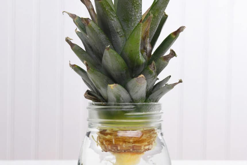 How To Grow A Pineapple In Water? - Garden.eco