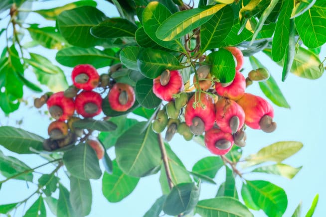 Cashew Flowers » More than a Pretty Flower