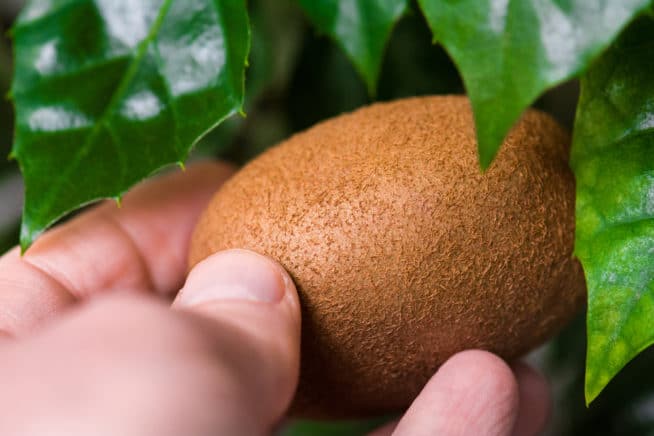 Kiwi Trellis » Tips to String Them Up High