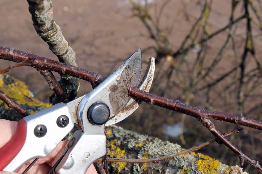 Pruning Pear Trees » Top Tips on How & When