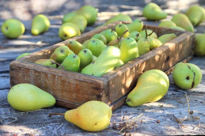 When Do Pears Ripen? » Top Tips & Facts