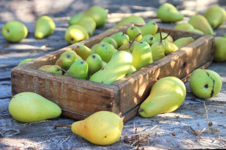 Where Do Pears Grow? » Top Facts & Tips