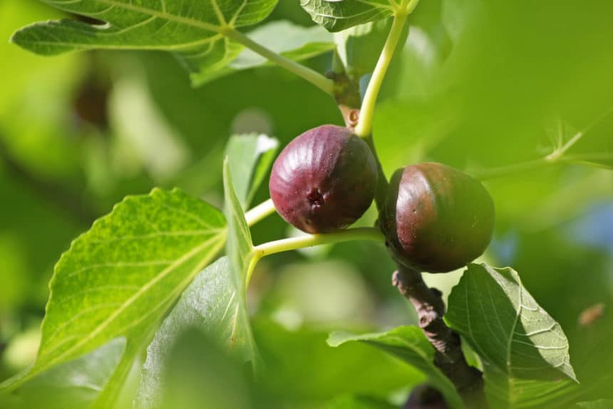 When Are Figs in Season? » Top Timing Tips