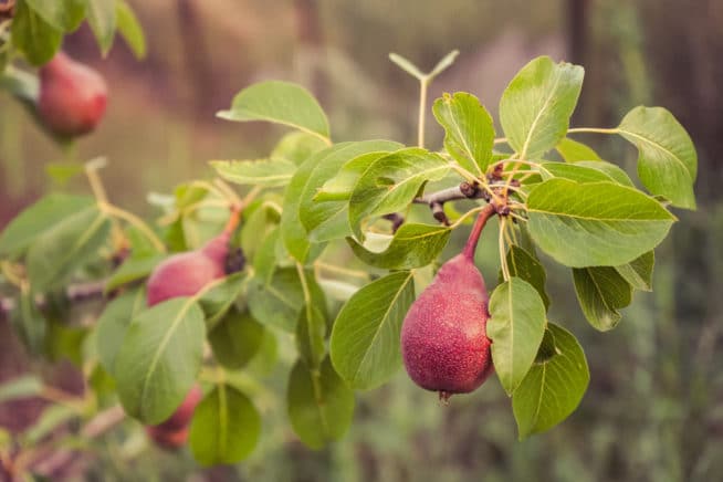 Where Do Pears Grow? » Top Facts & Tips
