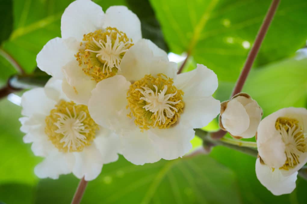 Persimmon Flower » Top Facts
