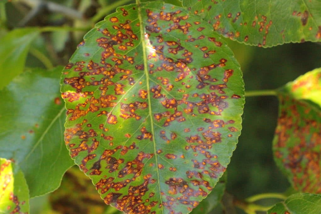 Pear Rust Tips On Identification And Control